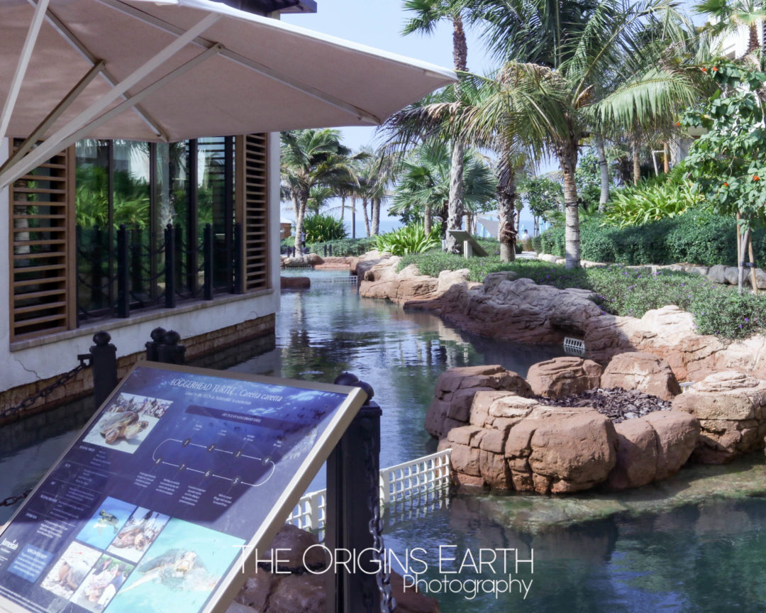 The Dubai Turtle Rehabilitation Project - The Origins Earth - Media