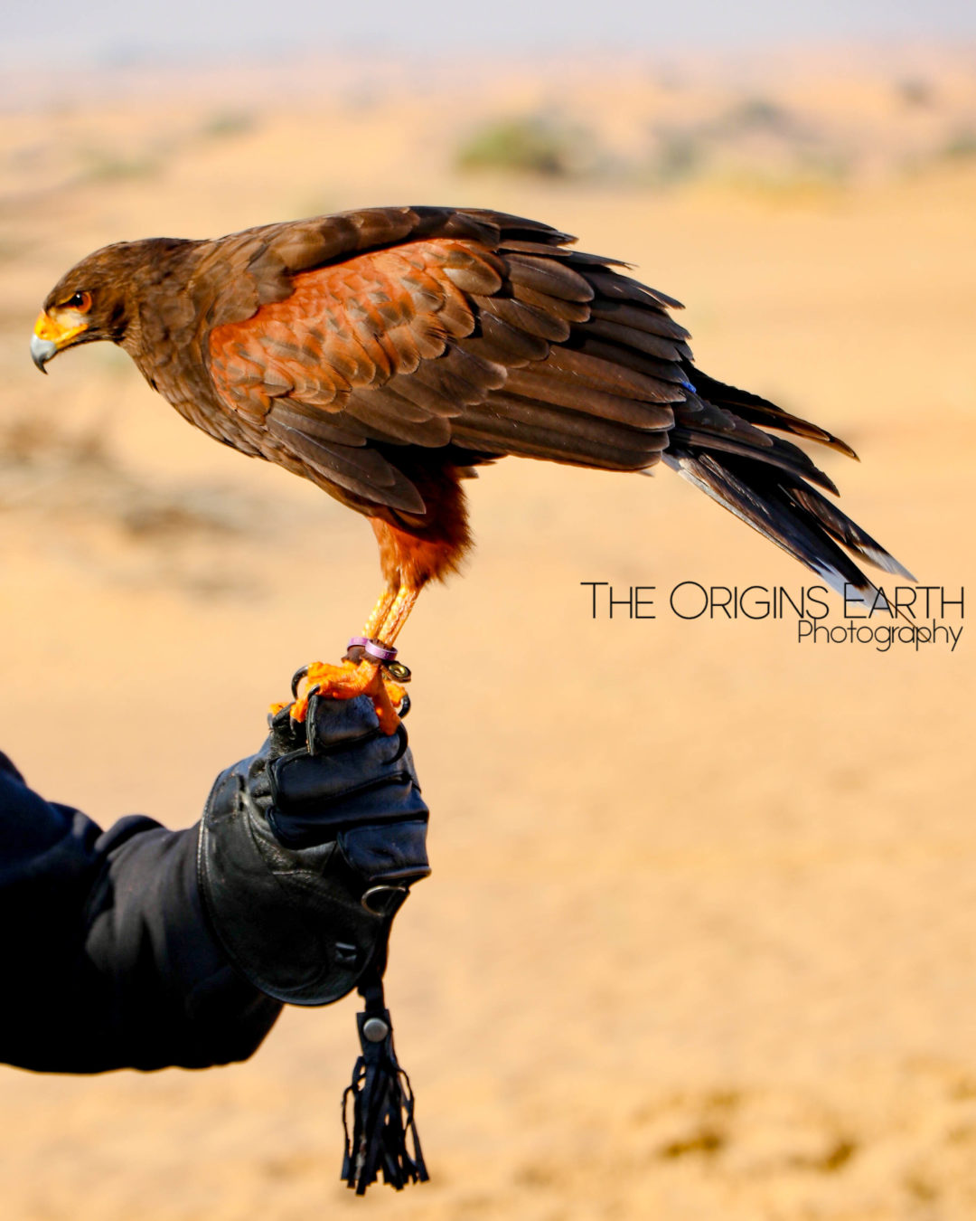 The Falcon of the Desert of the United Arab Emirates - The Origins ...