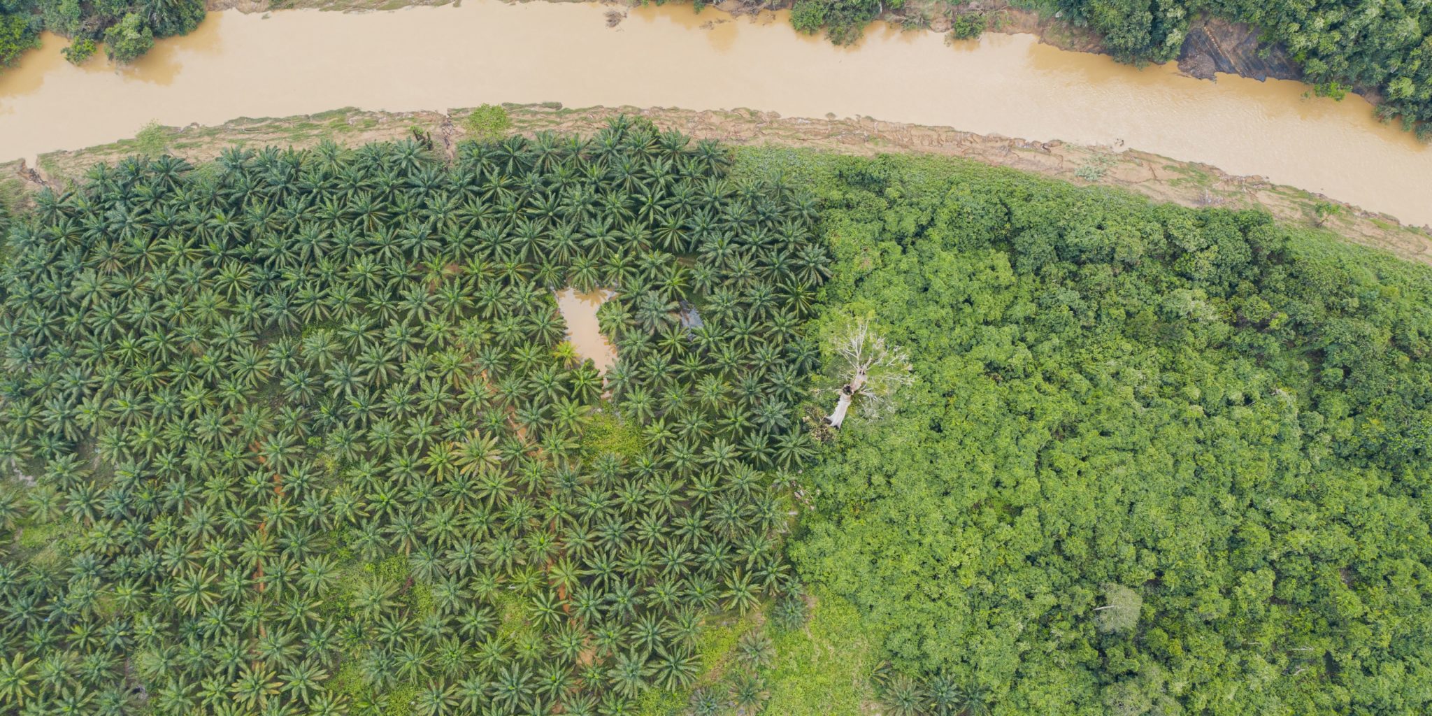 Borneo, its deforestation and its palm oil - The Origins Earth - Media