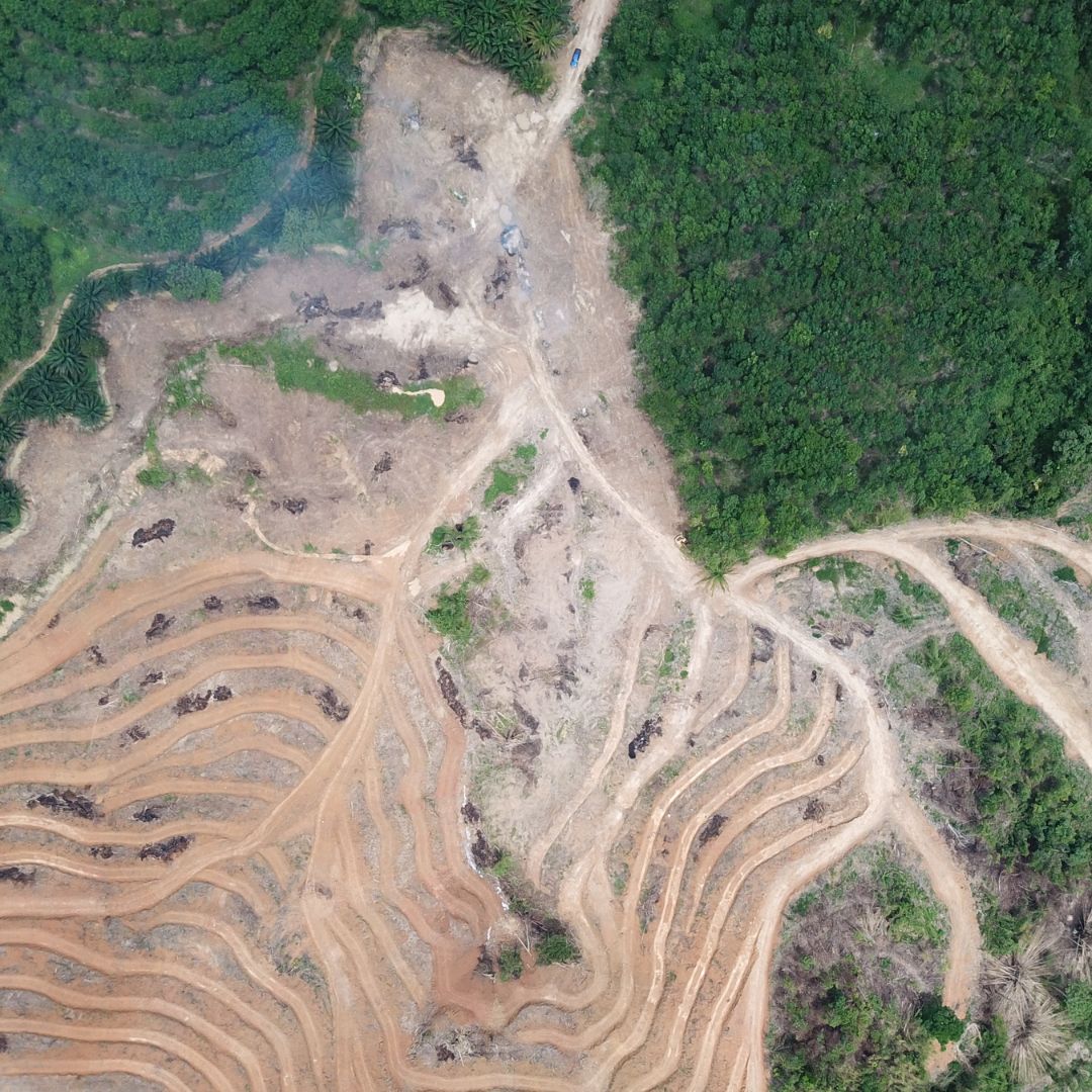 Bornéo, déforestation et huile de palme - The Origins Earth - Media
