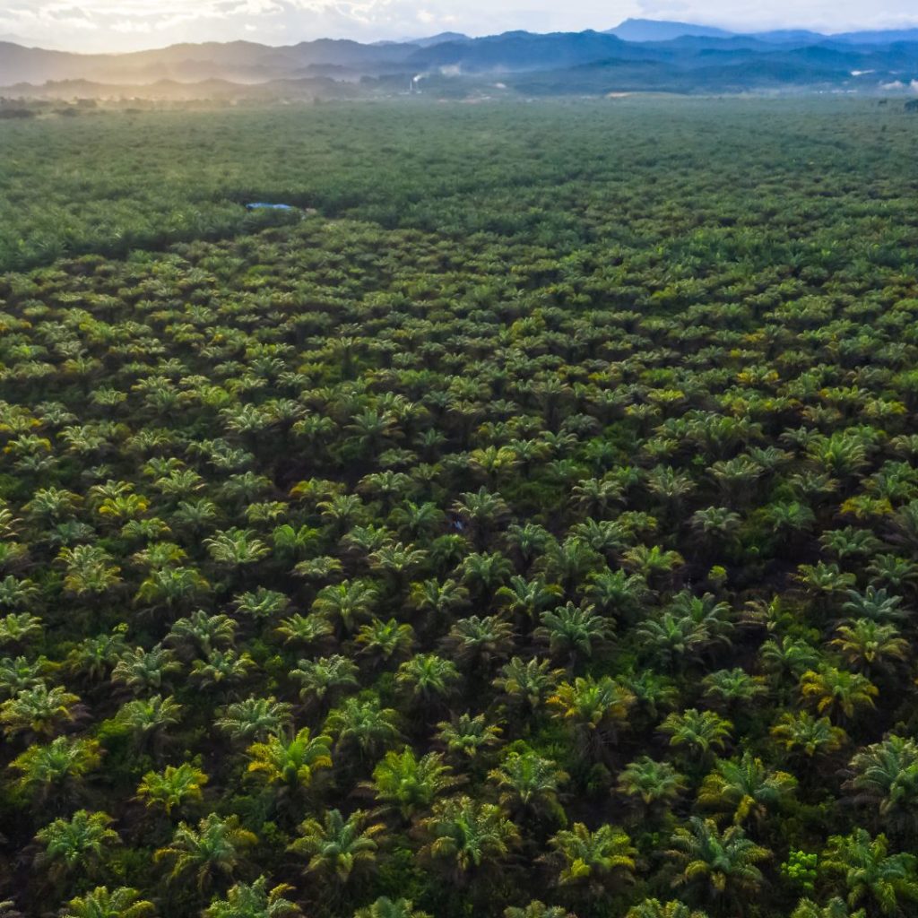 Borneo, its deforestation and its palm oil - The Origins Earth - Media
