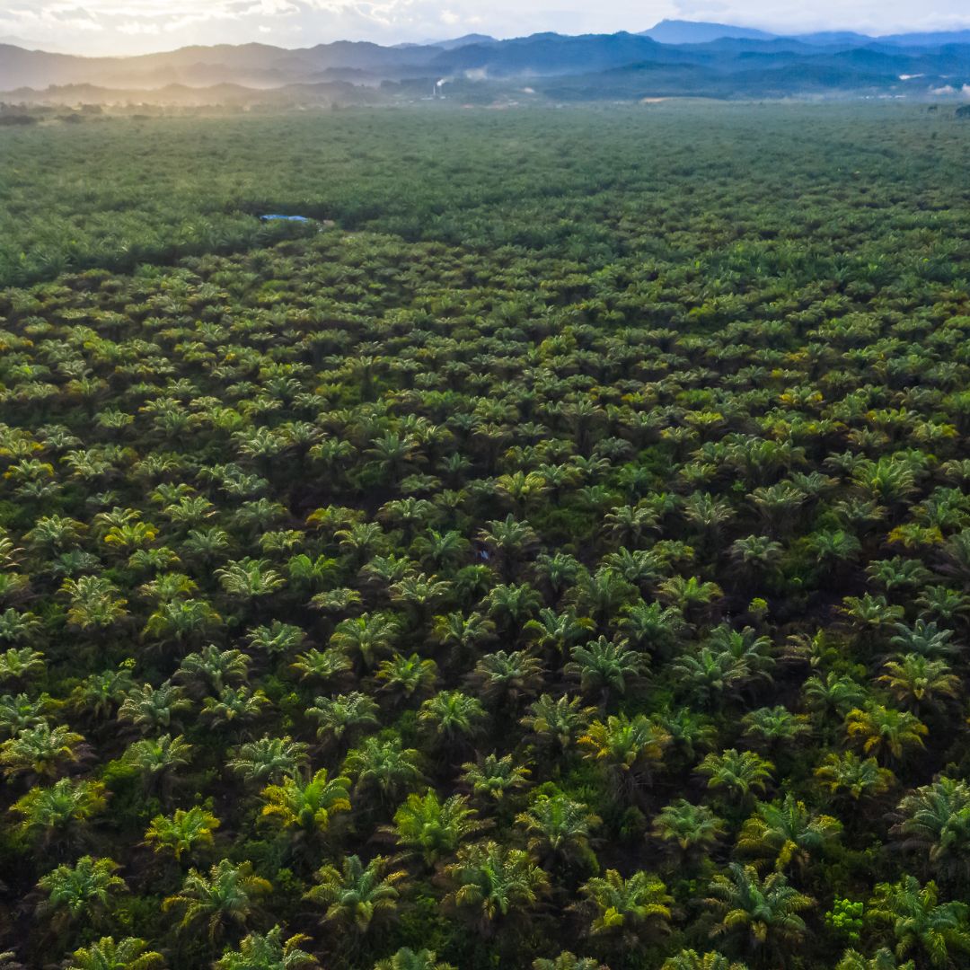 Borneo, its deforestation and its palm oil - The Origins Earth - Media