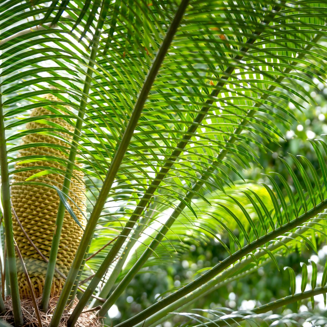 Borneo, its deforestation and its palm oil - The Origins Earth - Media