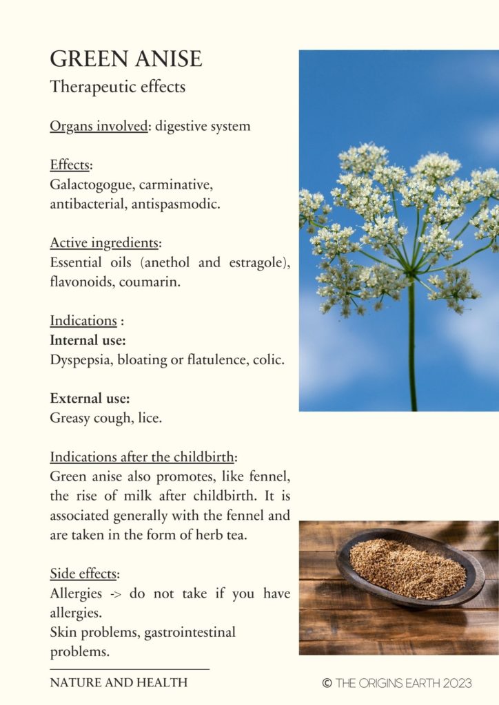 Green anise - The Origins Earth - Media