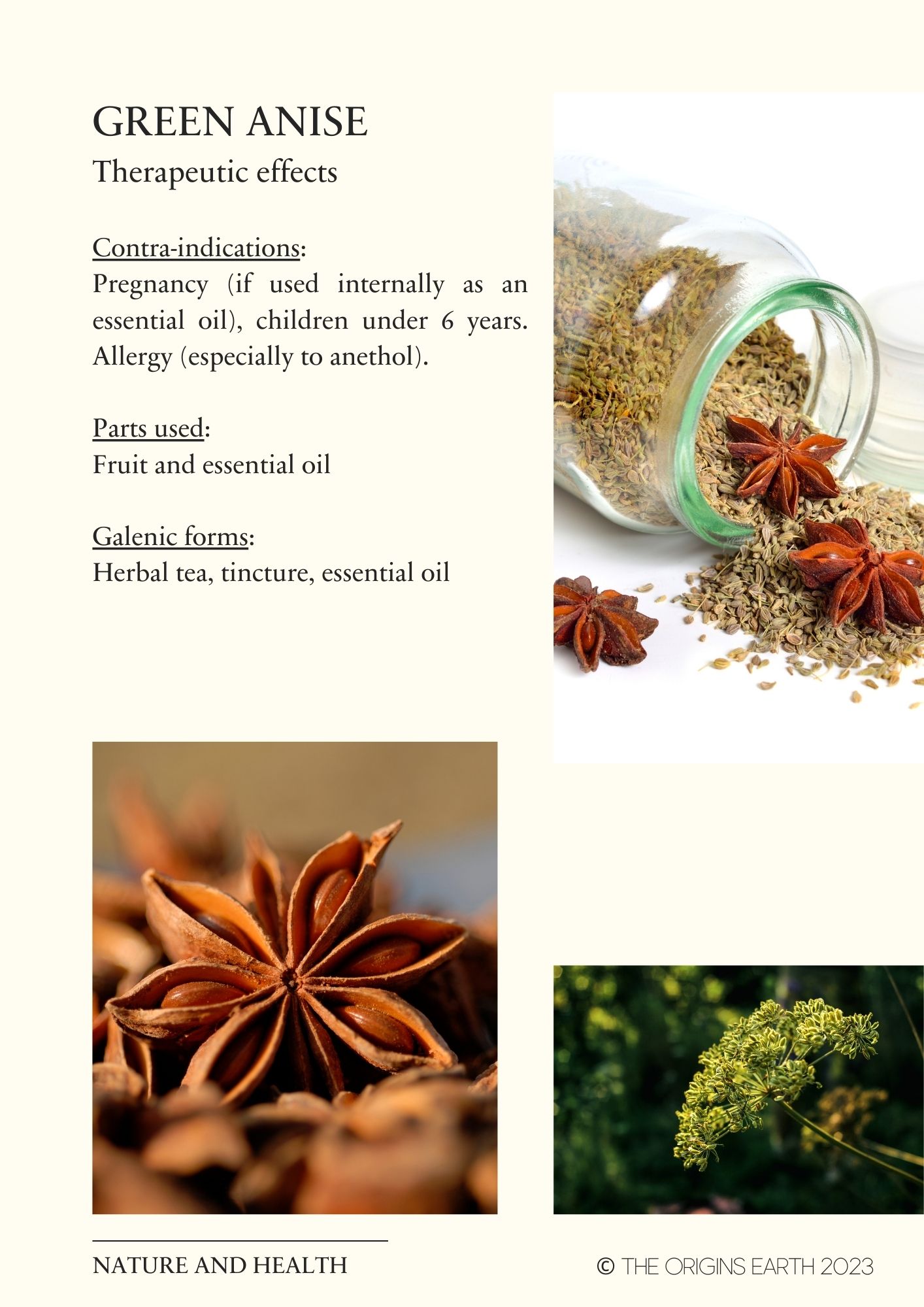Green anise - The Origins Earth - Media