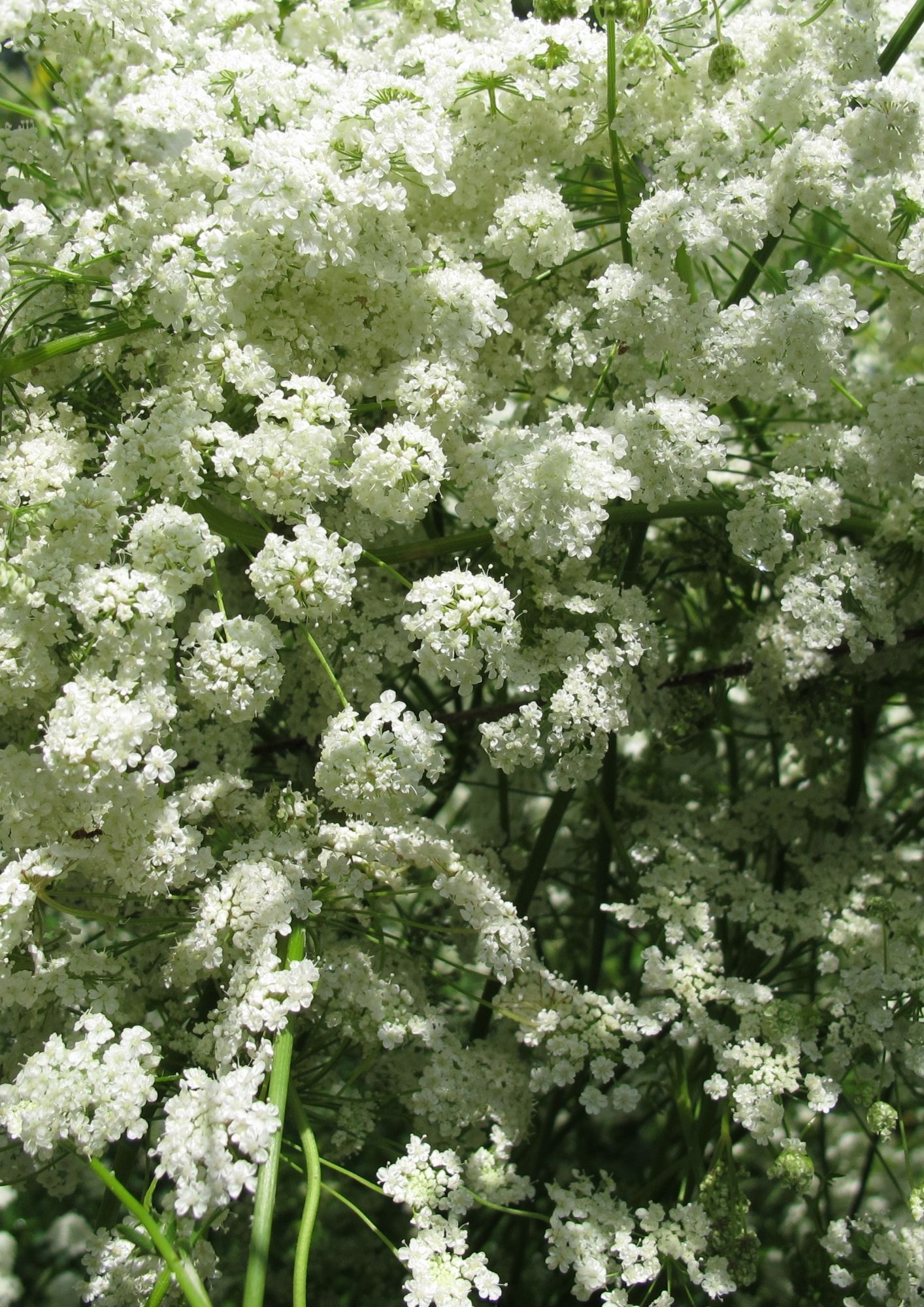 Green anise - The Origins Earth - Media