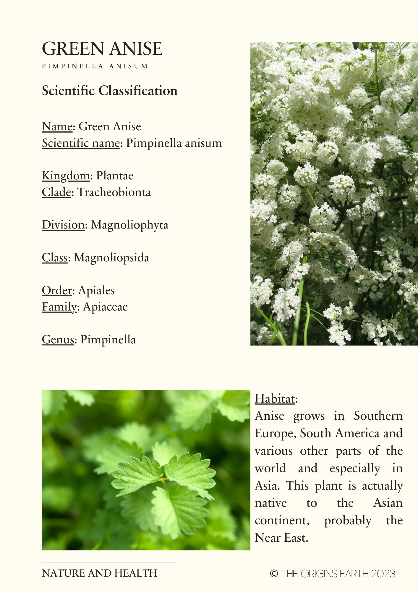 Green anise - The Origins Earth - Media