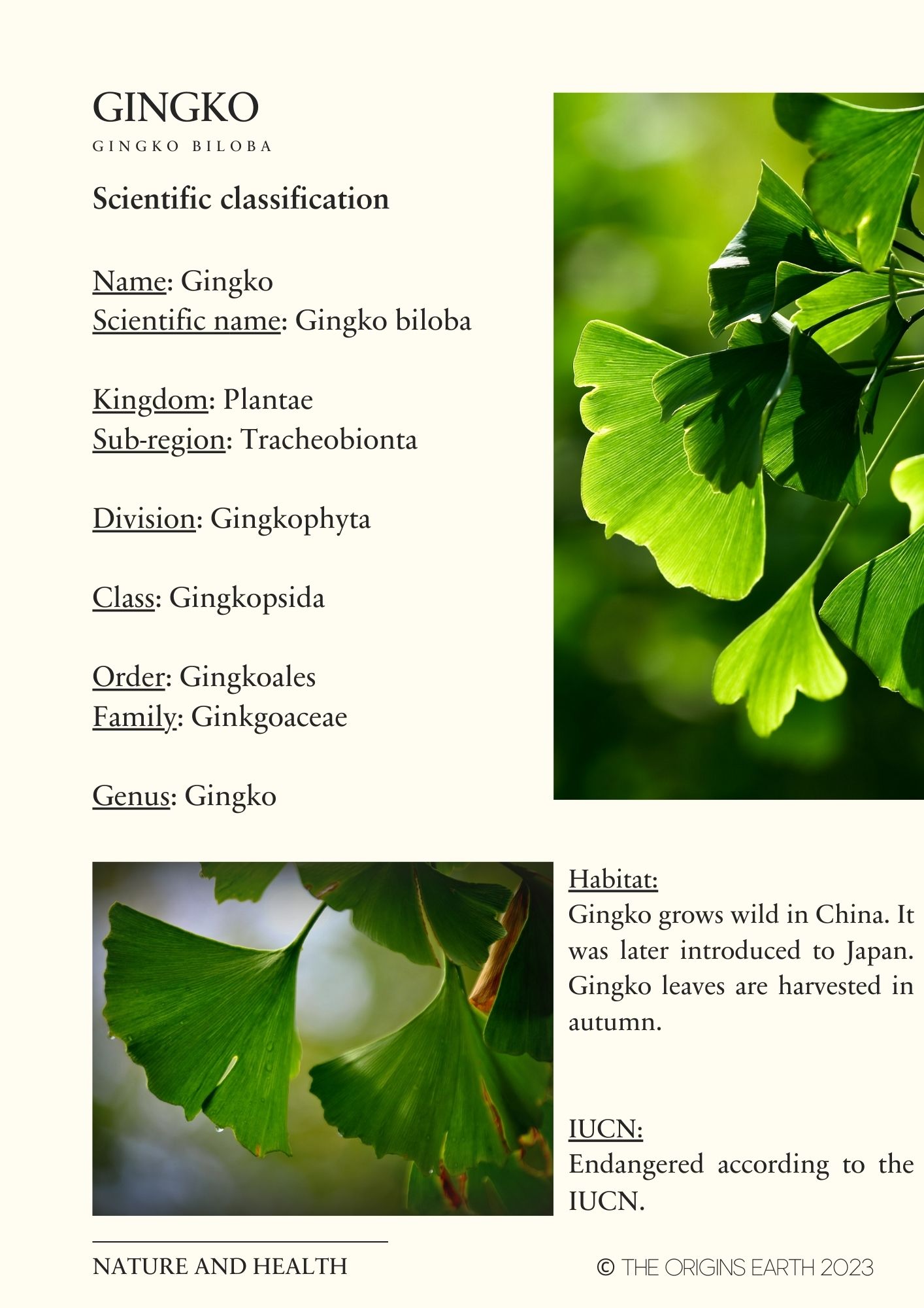 Gingko - The Origins Earth - Media