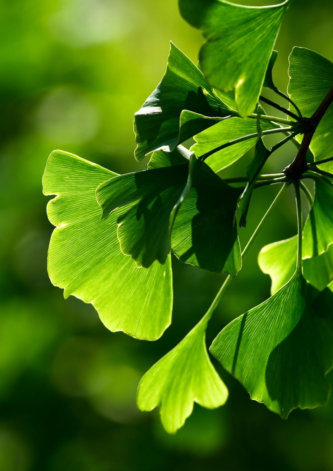 Gingko - The Origins Earth - Media