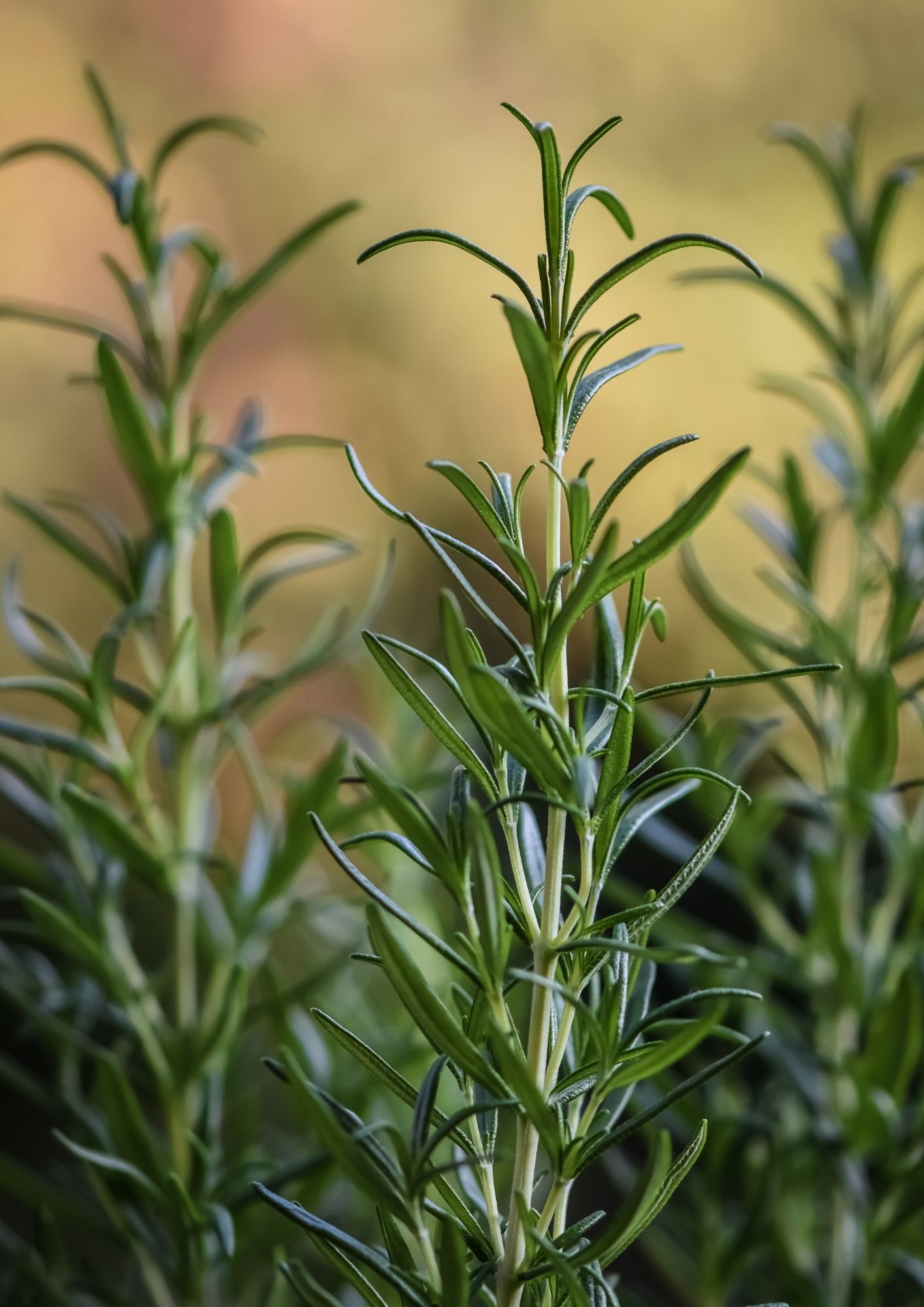 Romarin - The Origins Earth - Media