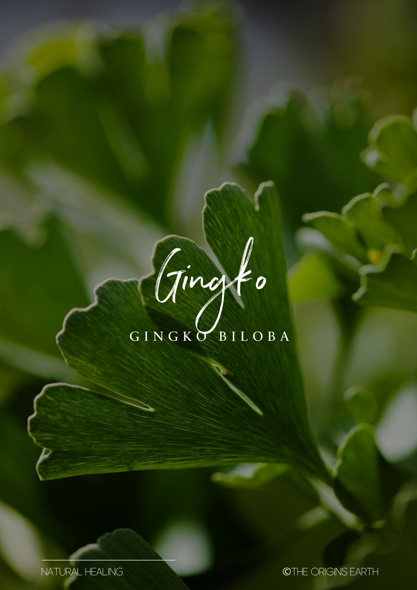Gingko - The Origins Earth - Media