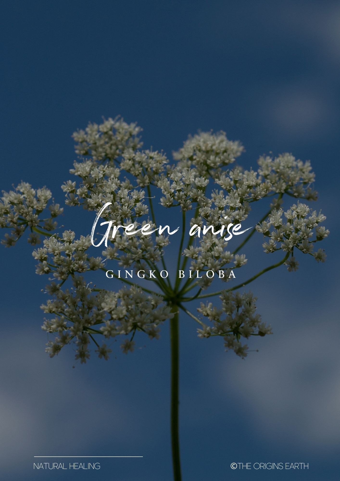 Green anise - The Origins Earth - Media
