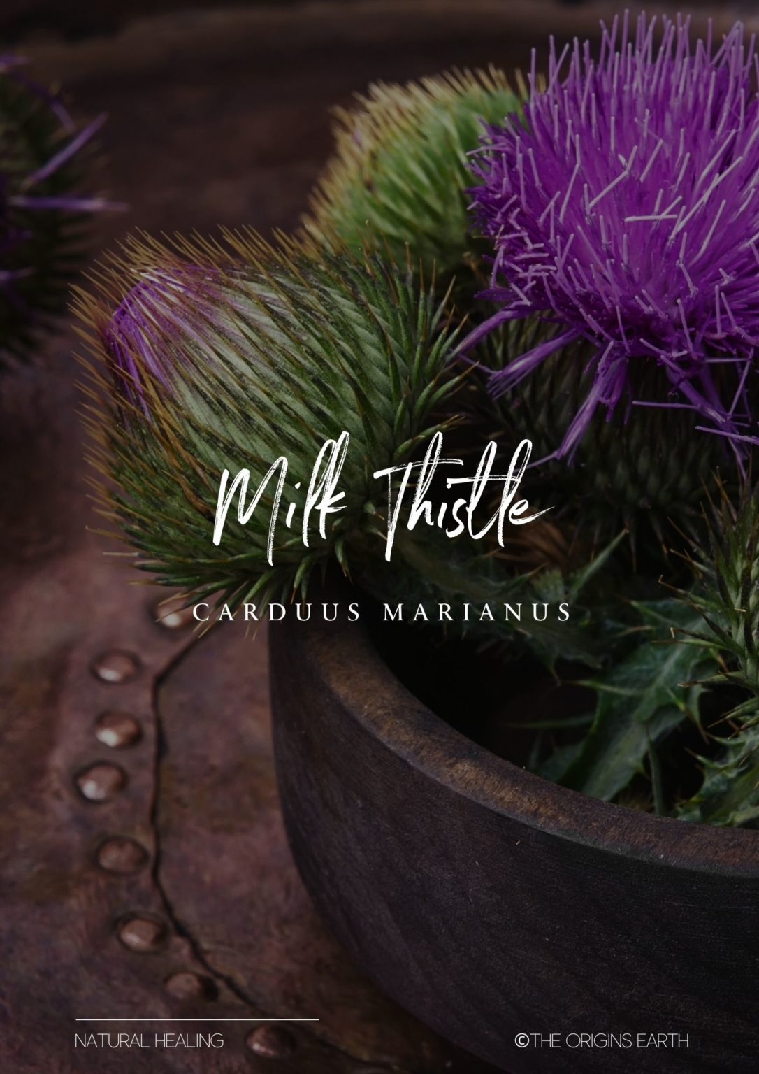 Milk Thistle - The Origins Earth - Media